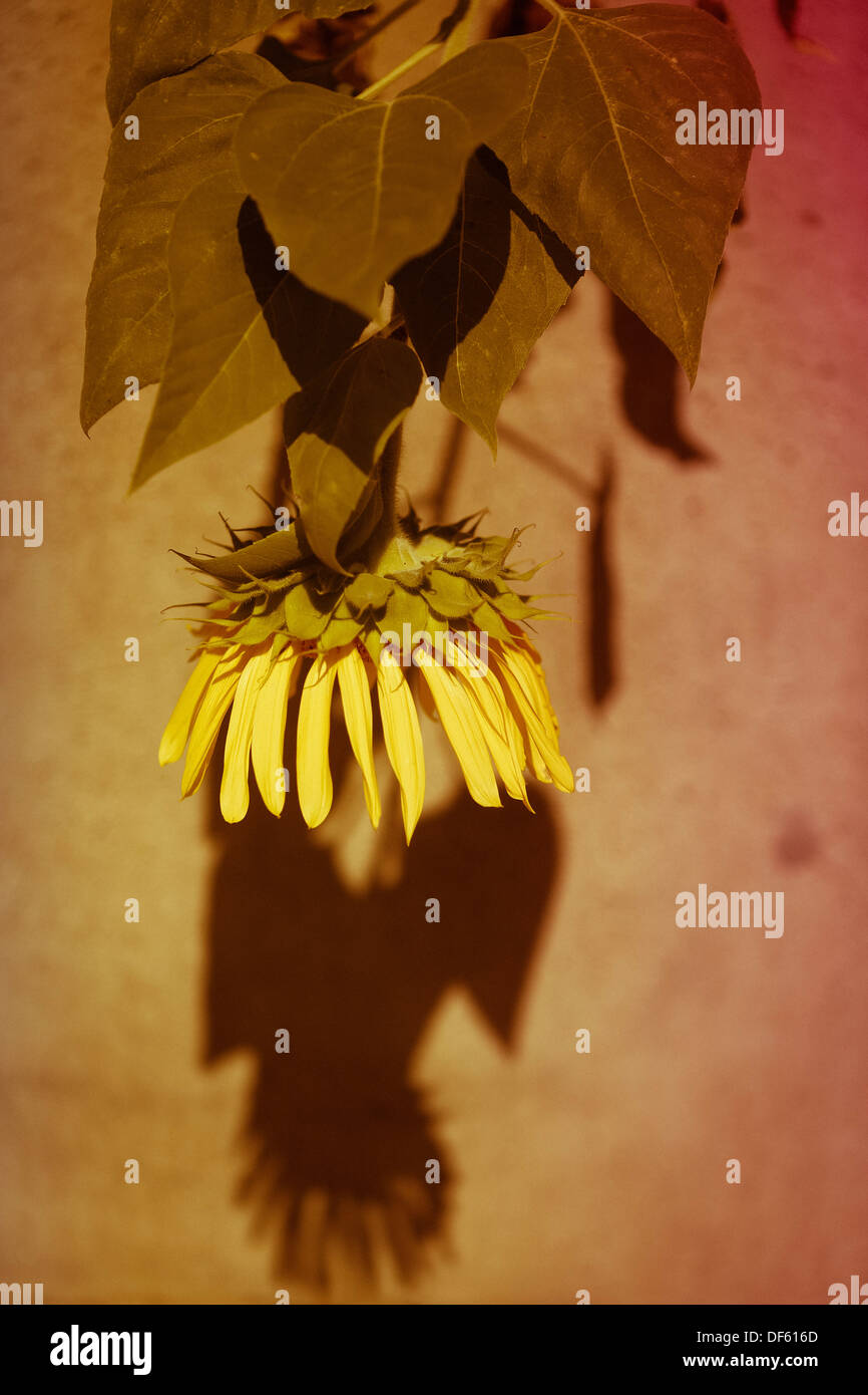 Sunflower drooping along a sidewalk path at the end of summer beginning ...