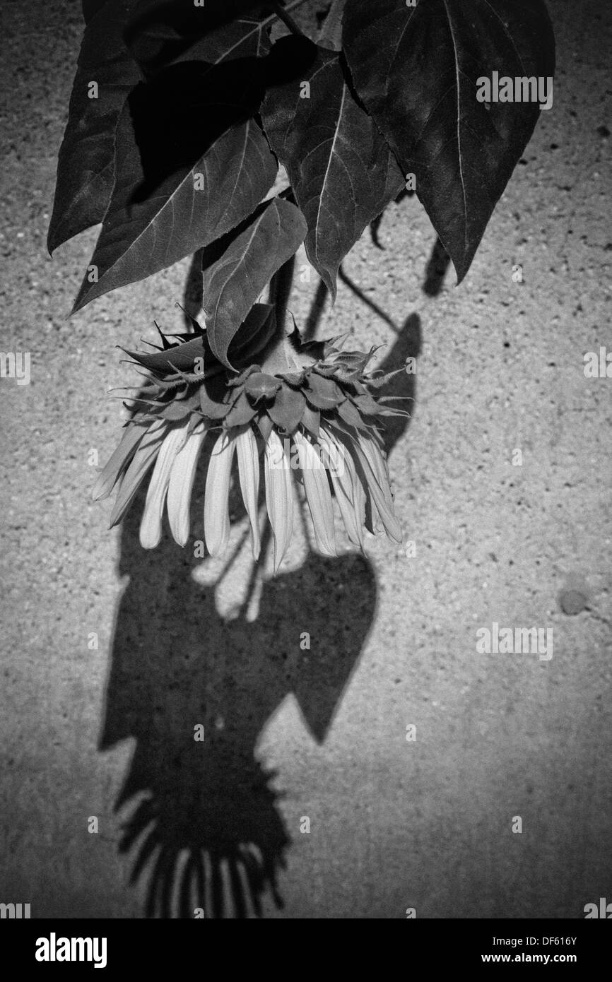 Fall is beginning Black and White Stock Photos & Images - Alamy