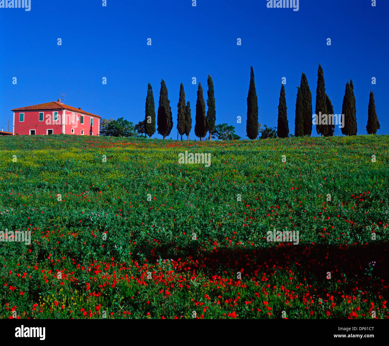 Italy, Tuscany, general countryside with poppies and pink farmhouse ...