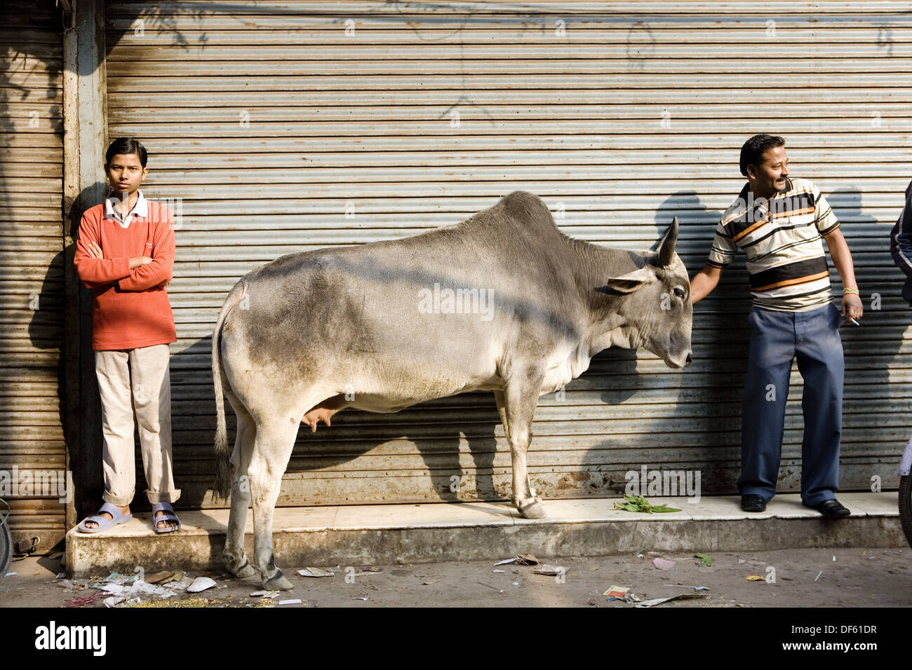 India cow delhi hi-res stock photography and images - Alamy