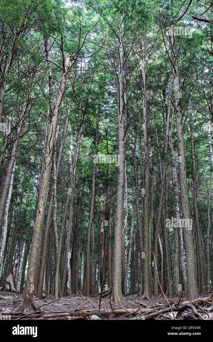 Fir forest hi-res stock photography and images - Alamy