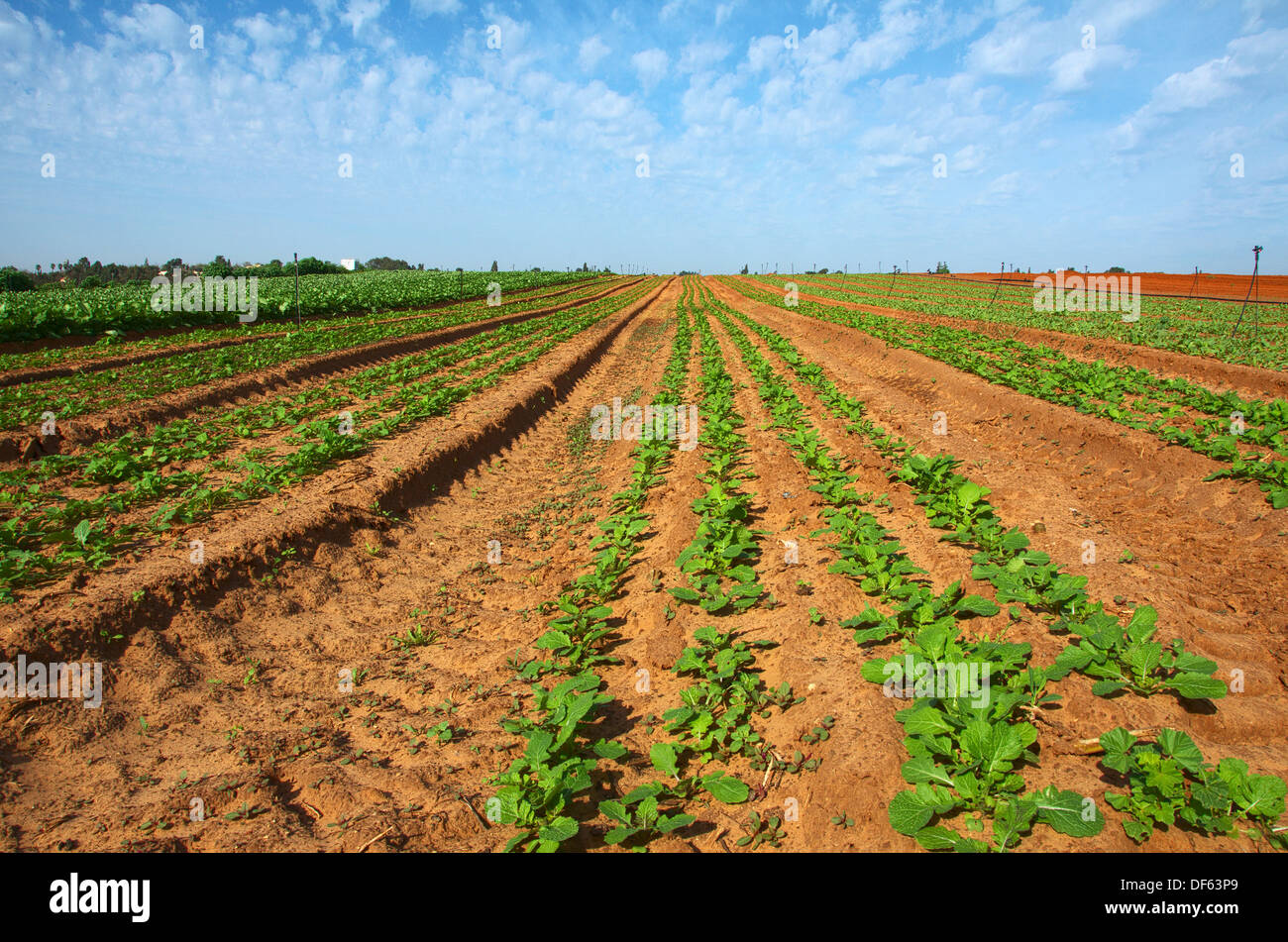 Freshly planted and tilled field with blue sky and clouds showing new ...