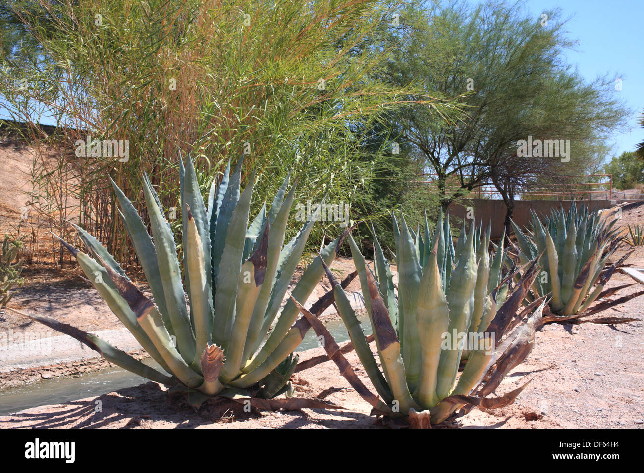 Agave utahensis or Utah agave Stock Photo - Alamy