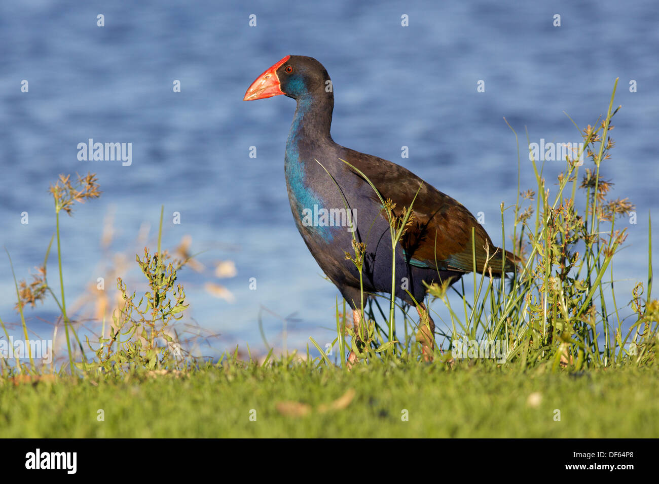 The Purple Swamphen (Porphyrio porphyrio), photographed in Australia ...