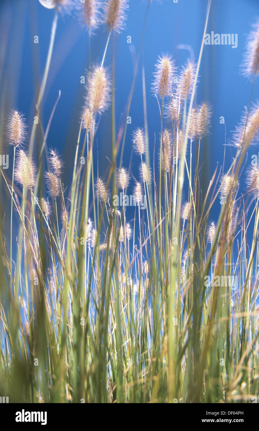 Meadow from the worm eye view hi-res stock photography and images - Alamy