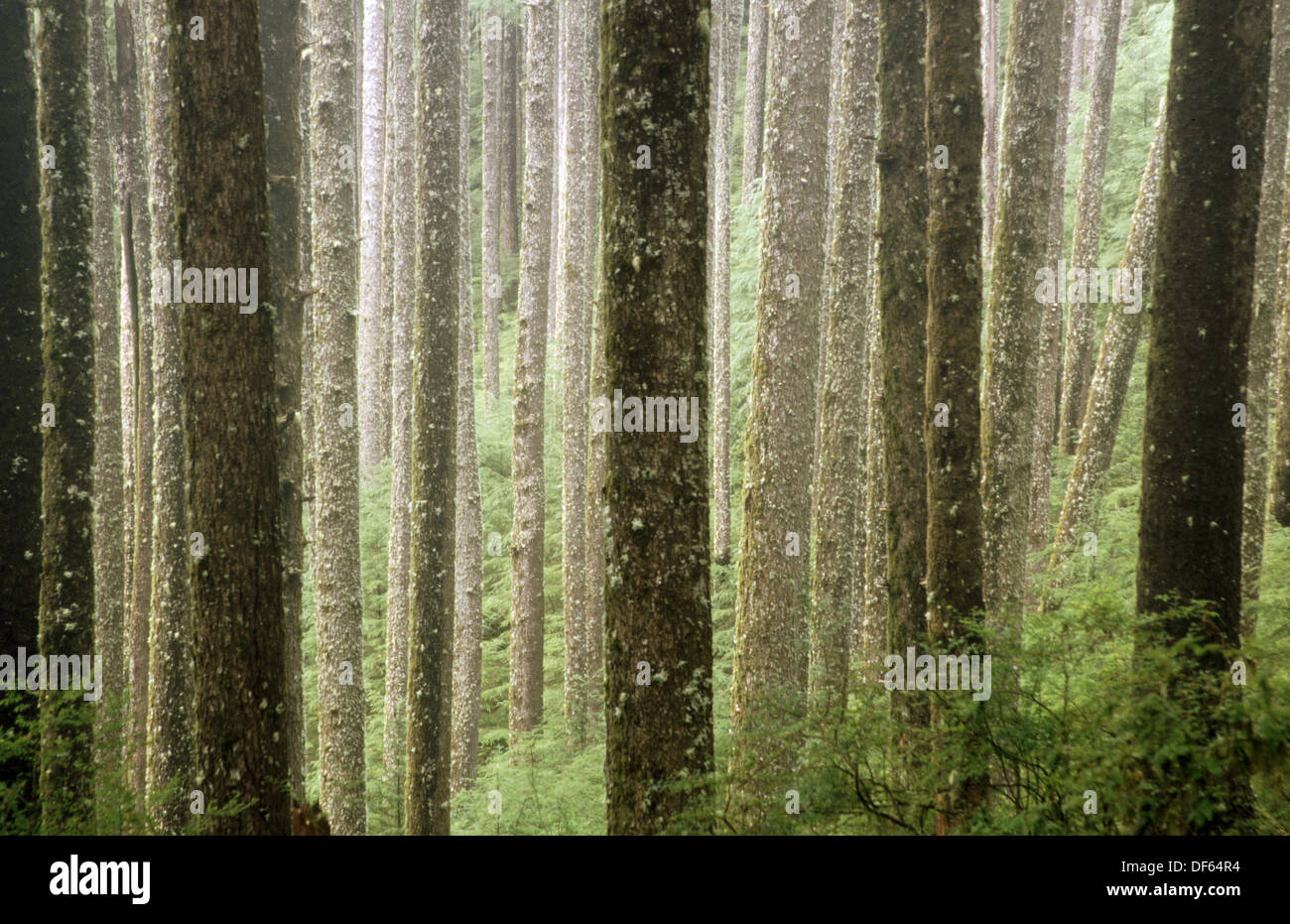 Oregon coast cascade head hi-res stock photography and images - Alamy