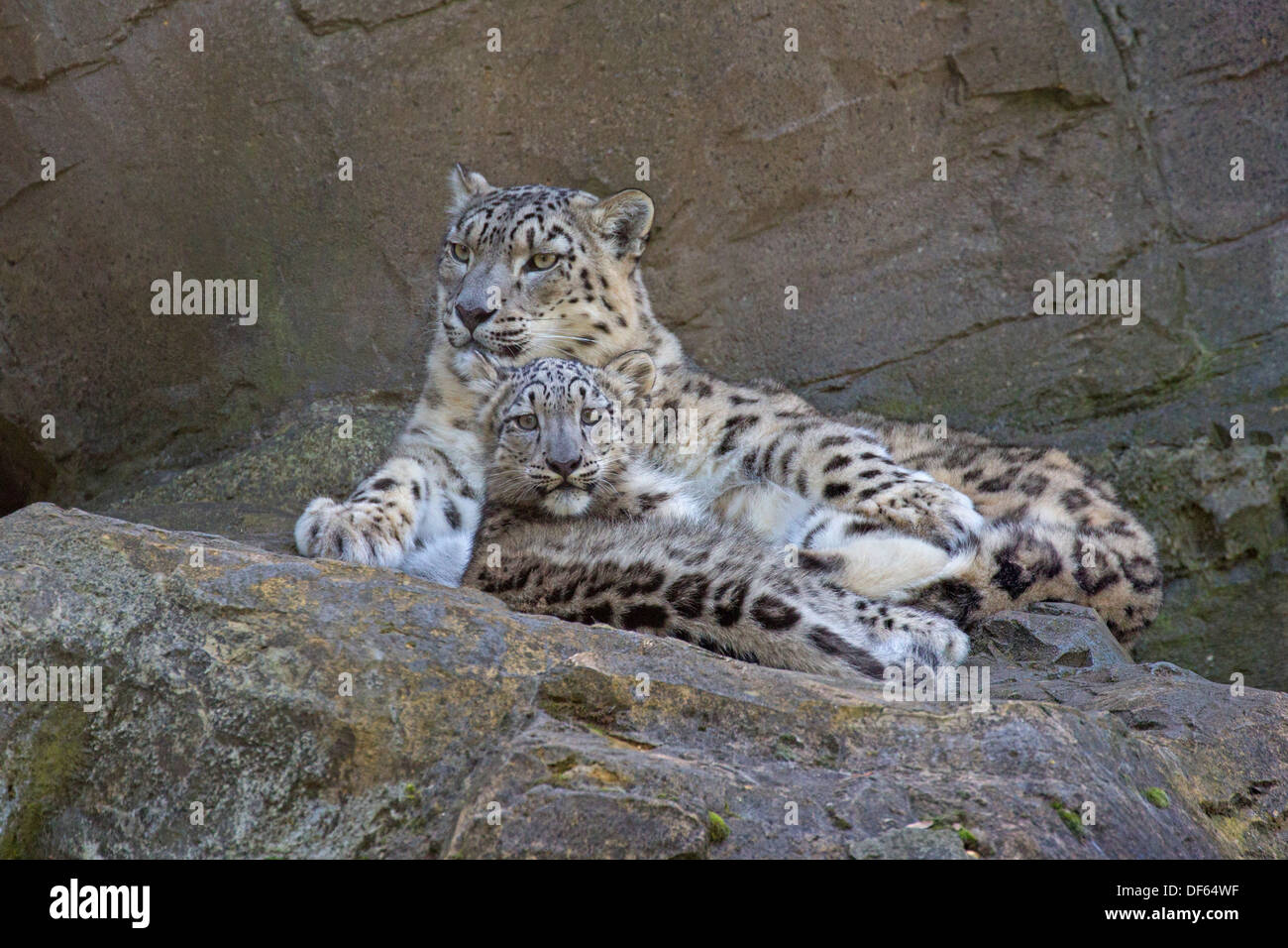 Snow Leopard cub, 22 weeks old, with its mother Stock Photo - Alamy