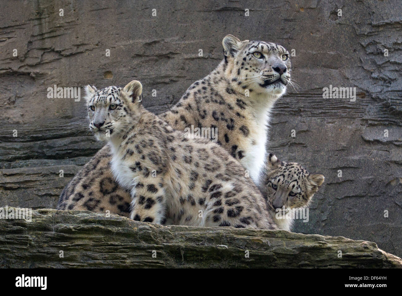Snow Leopard cubs, 22 weeks old, with their mother Stock Photo - Alamy