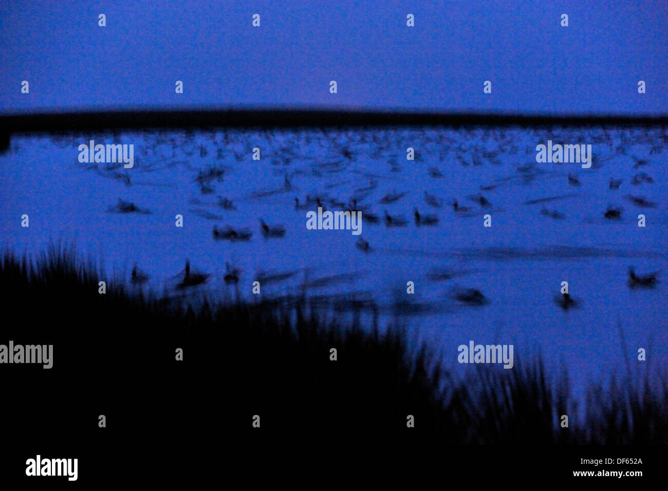 Roost goose hi-res stock photography and images - Alamy