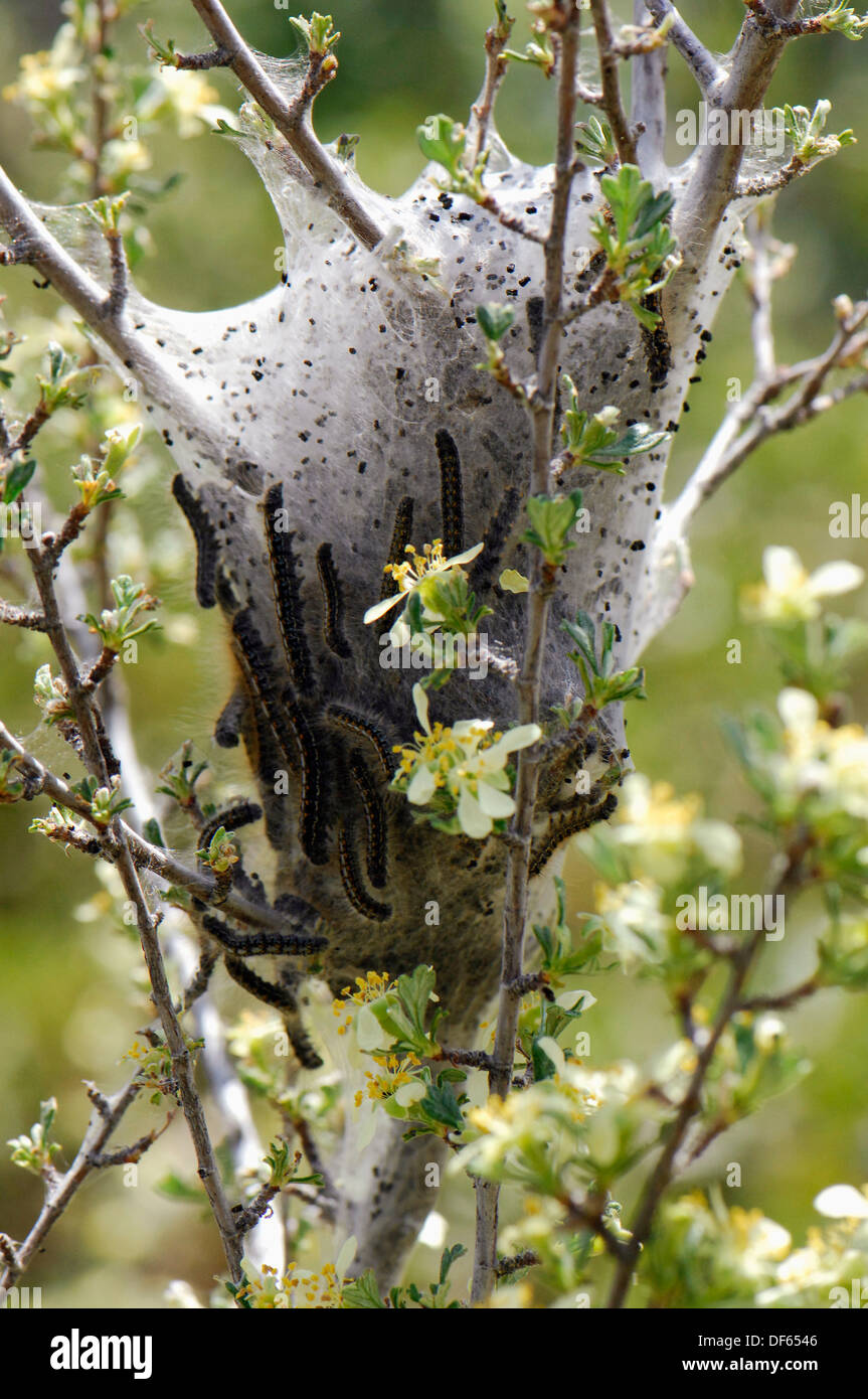 Caterpillars emerging hi-res stock photography and images - Alamy