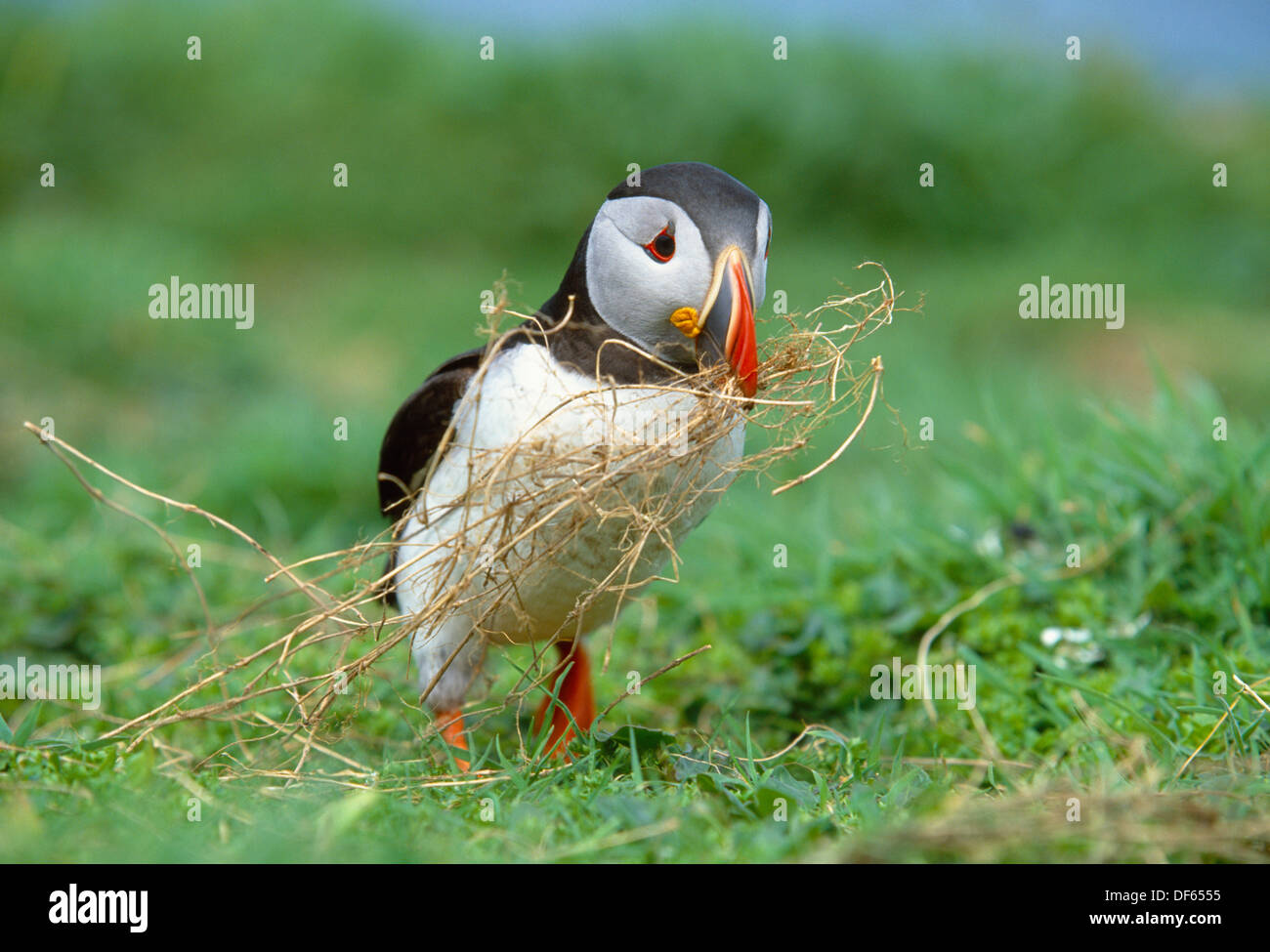 Puffin nesting ground hi-res stock photography and images - Alamy
