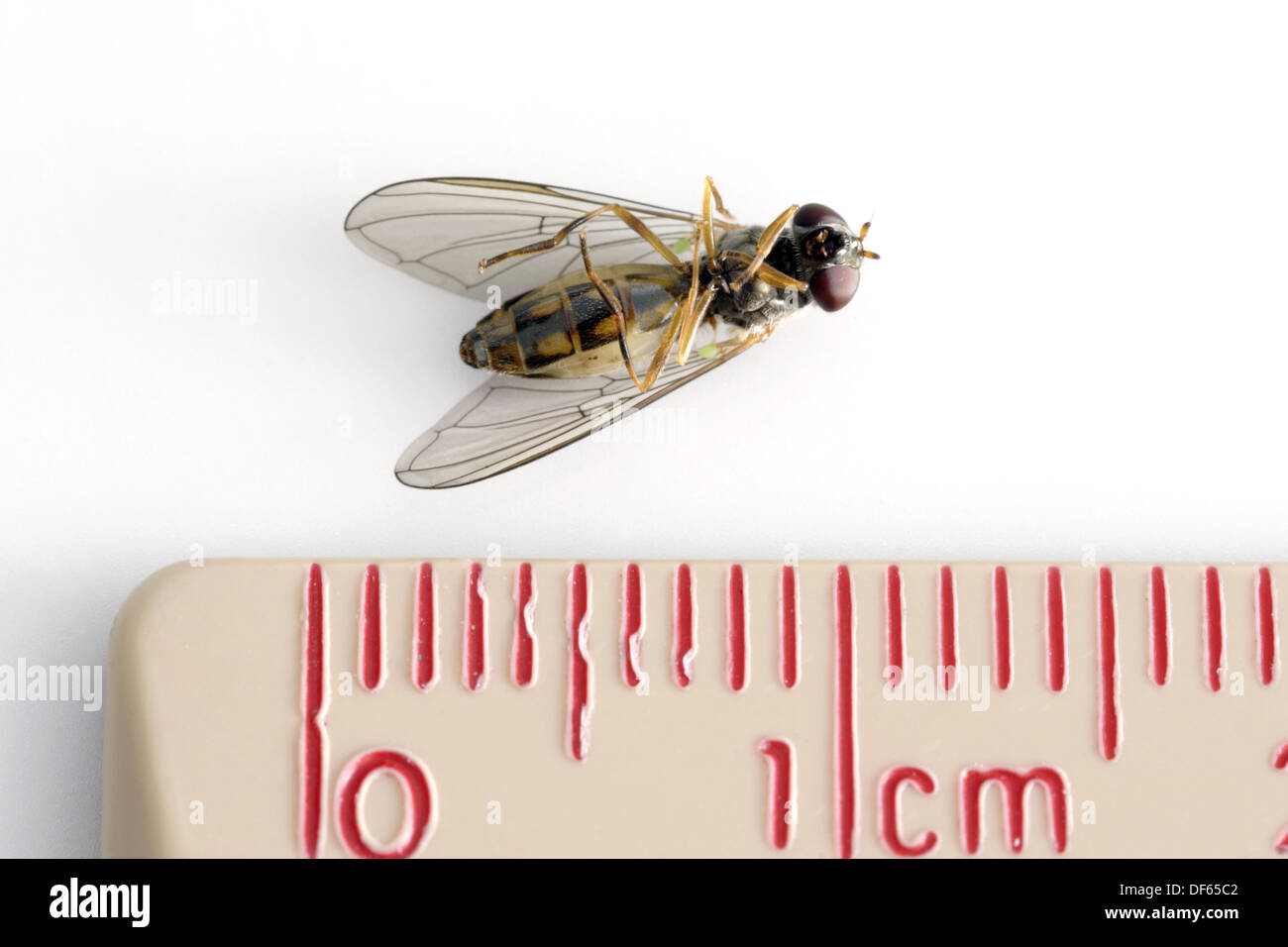Dead fly lying on back hi-res stock photography and images - Alamy
