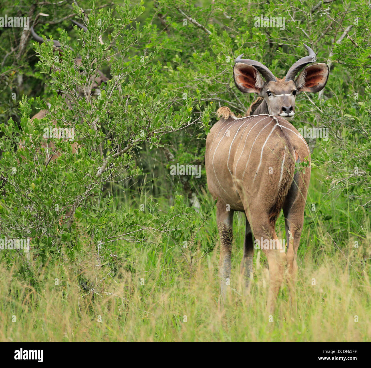 Kudu bull looking back at me over his back Stock Photo - Alamy