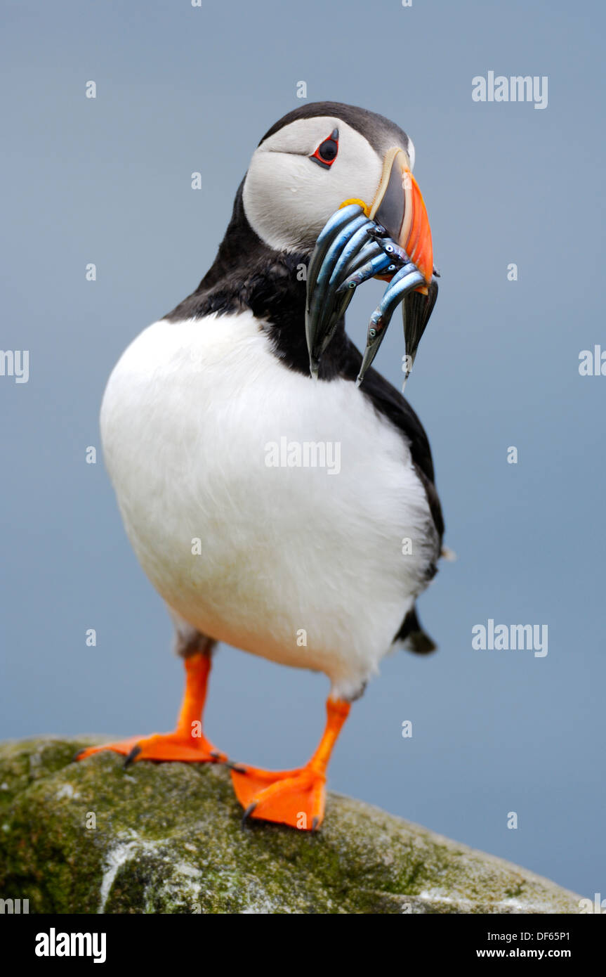Puffin fish beak hi-res stock photography and images - Alamy