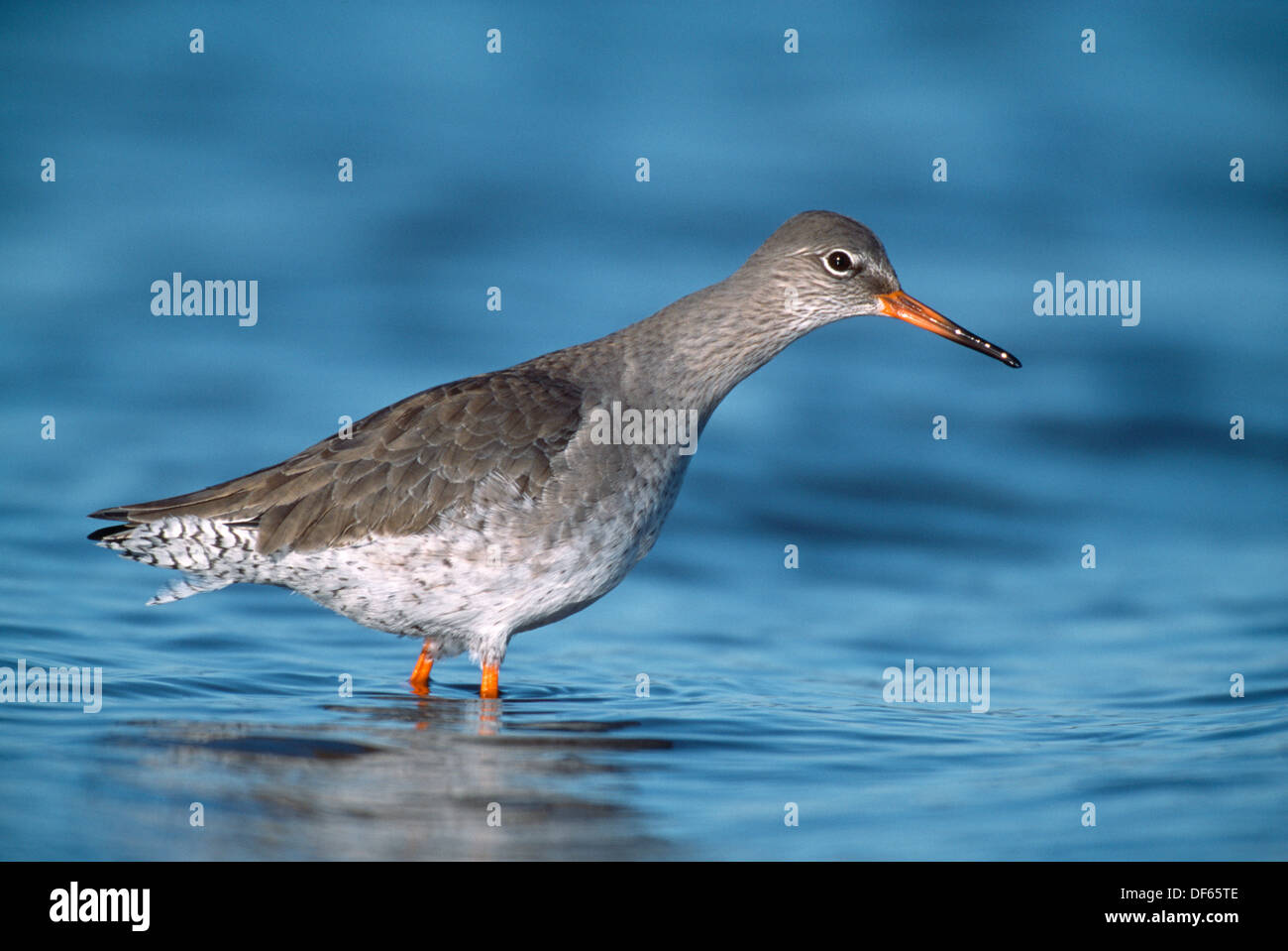 Redshank Tringa totanus Stock Photo - Alamy