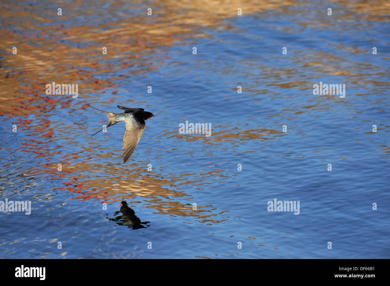 Swallow flying over water hi-res stock photography and images - Alamy