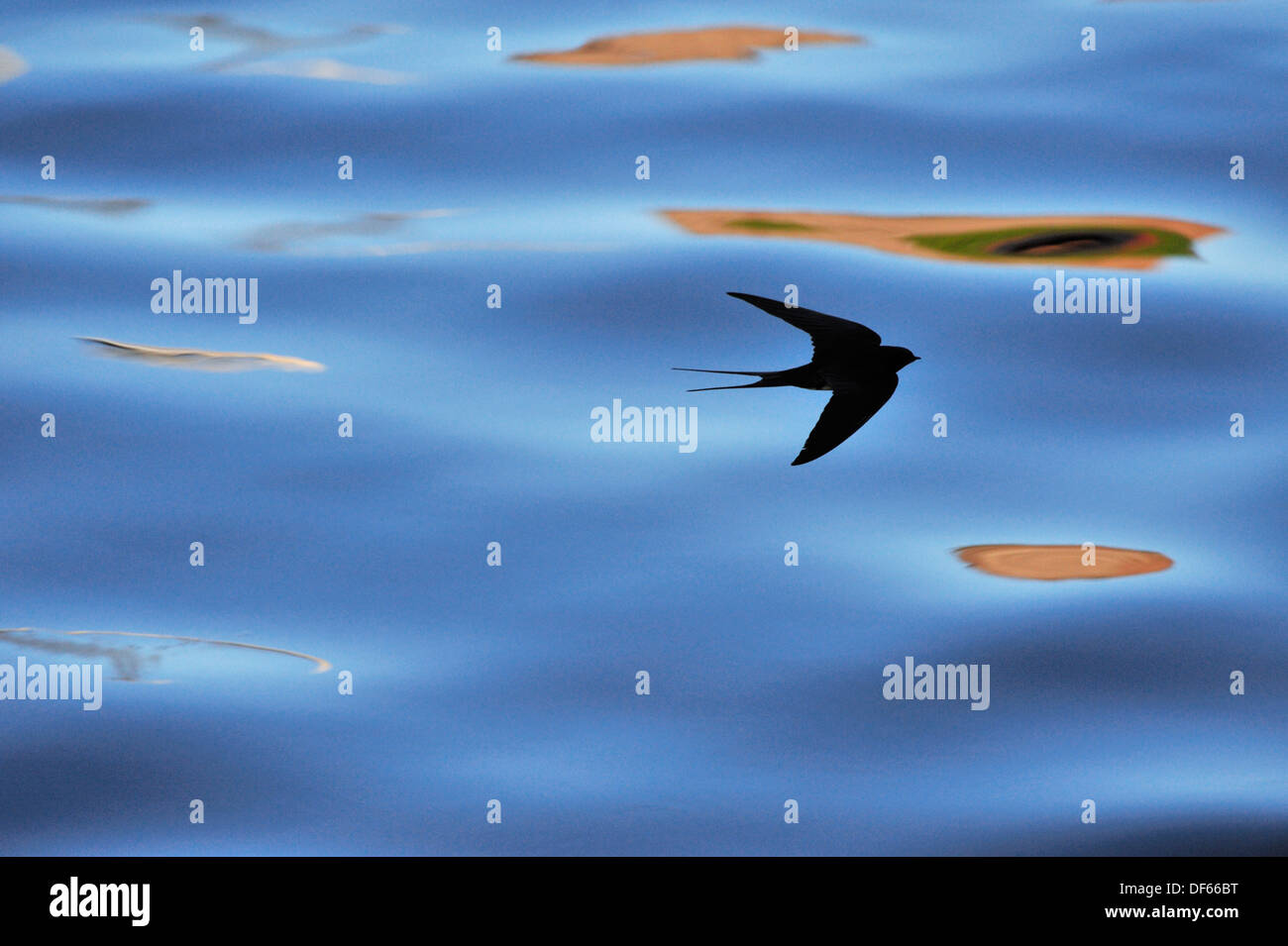 Swallow flying over water hi-res stock photography and images - Alamy