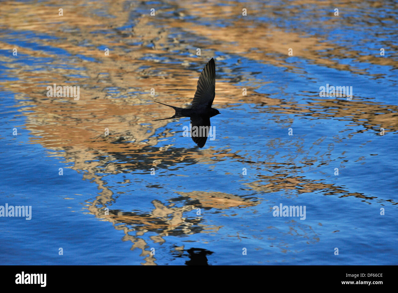 Swallow flying over water hi-res stock photography and images - Alamy