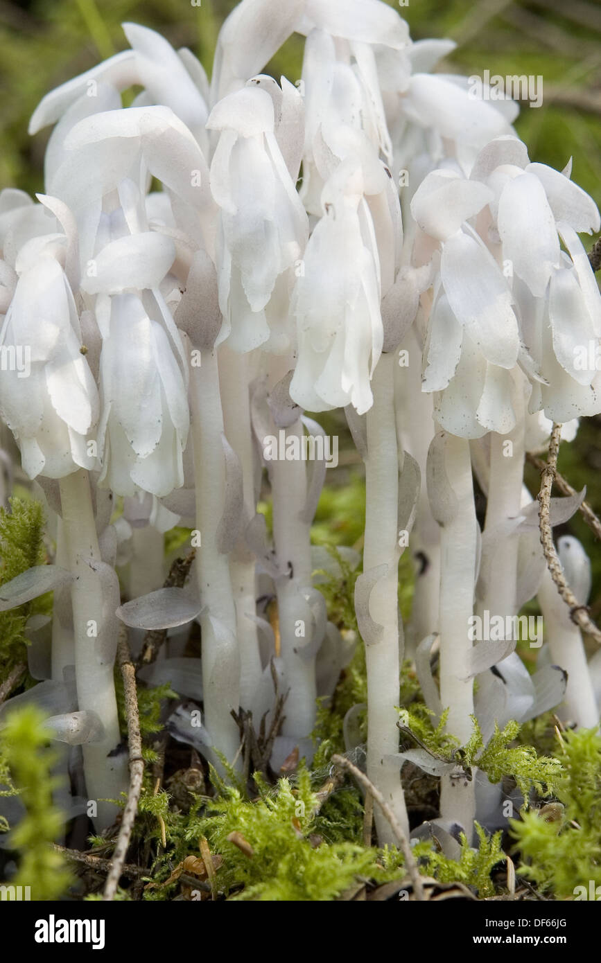 Native Wildflower 20 Montropa hypopitys Seeds Pinesap Forest Flower ...