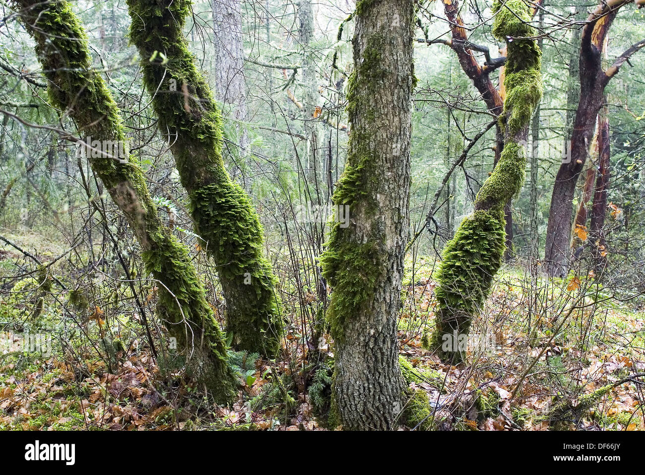 Garry oak trees british columbia hi-res stock photography and images ...