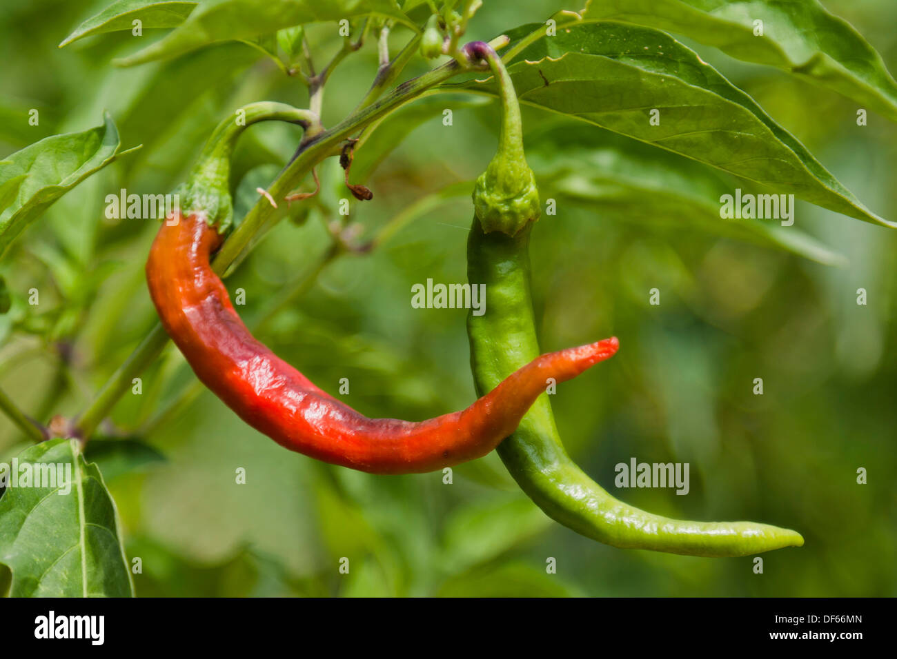Guinea peppers hi-res stock photography and images - Alamy