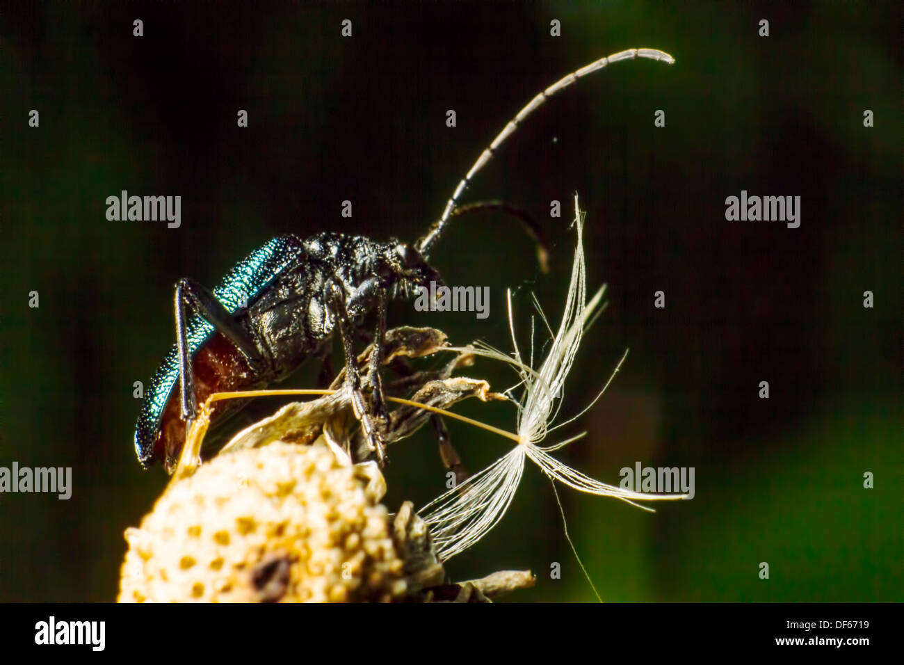 The common forest beetle Stock Photo - Alamy