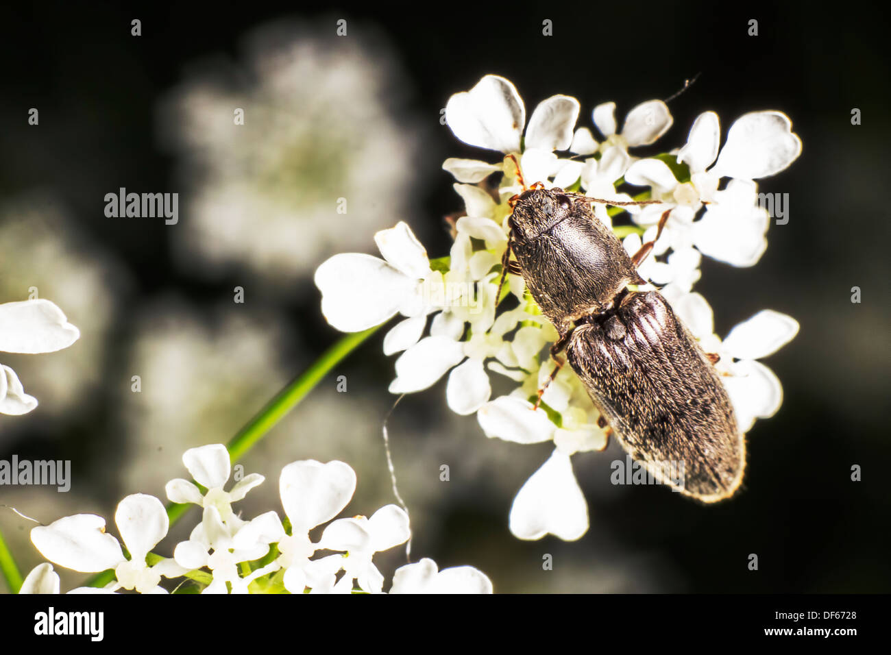 The common forest beetle Stock Photo - Alamy