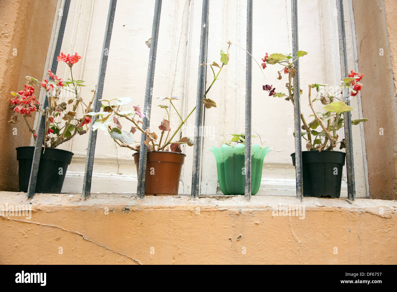 Flowers in the ledge of a window Stock Photo - Alamy
