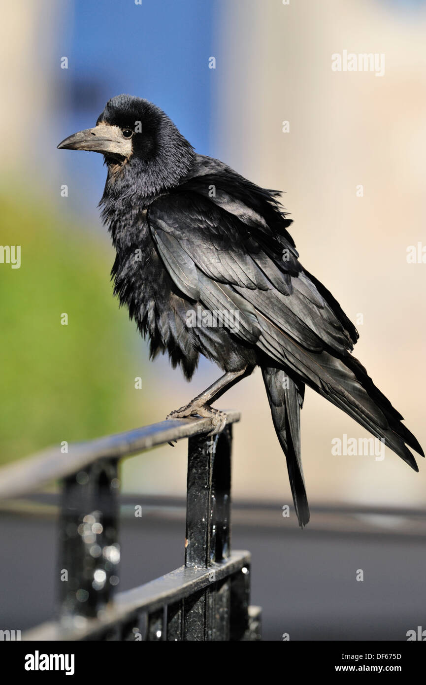 Rook Corvus frugilegus Stock Photo - Alamy