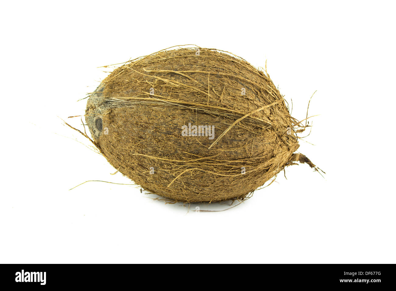 Yellow coconut on tree Cut Out Stock Images & Pictures - Alamy