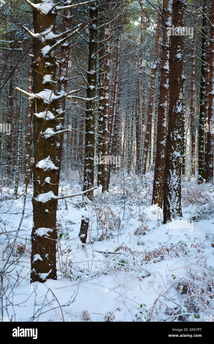 Snow Covered Pine Trees in Castle Eden Walkway, Teesside Stock Photo ...
