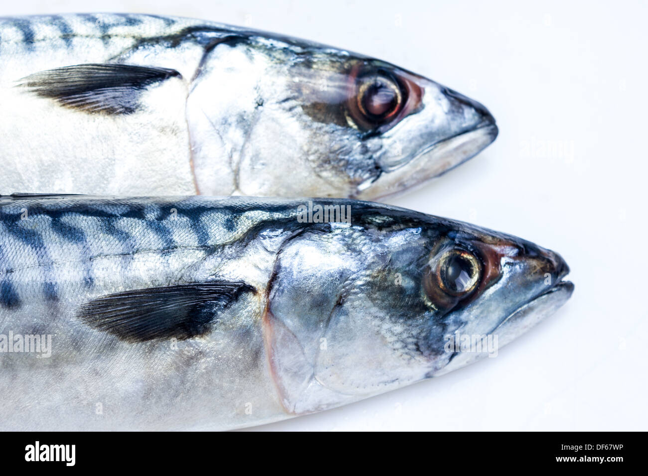 Close up on two mackerel Stock Photo - Alamy