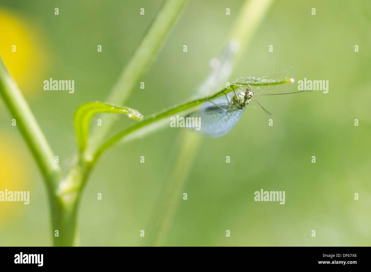 Lacewing closeup on a leaf green background Stock Photo - Alamy