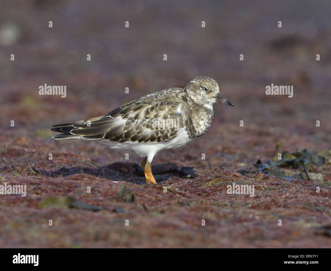 Turnstone Arenaria interpres Stock Photo - Alamy
