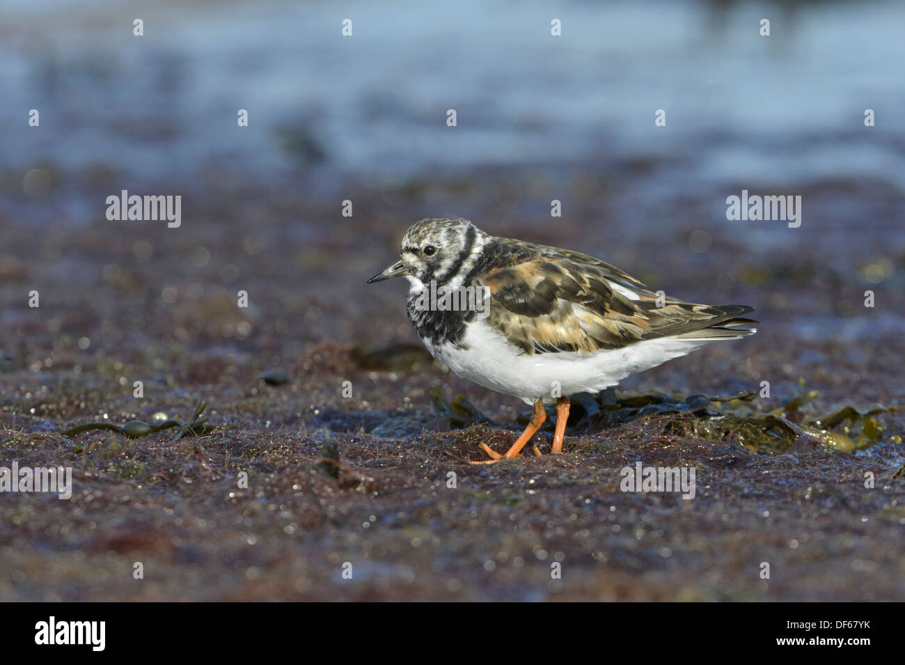 Turnstone Arenaria interpres Stock Photo - Alamy