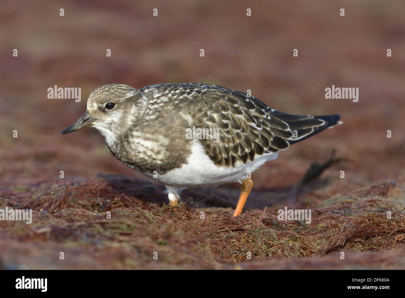 Turnstone wader arenaria interpres hi-res stock photography and images ...