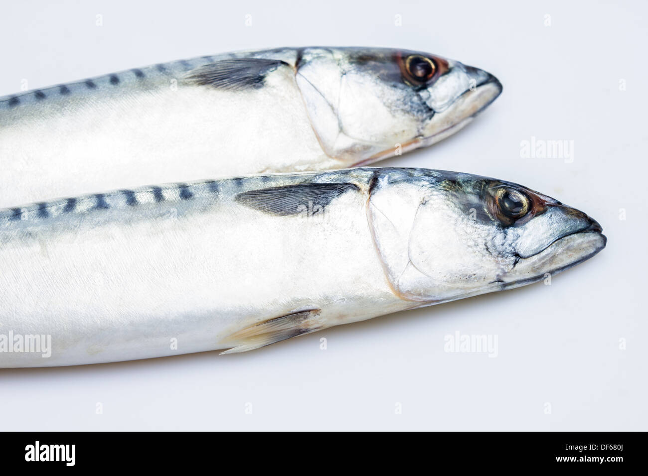 Two mackerel on white background Stock Photo - Alamy