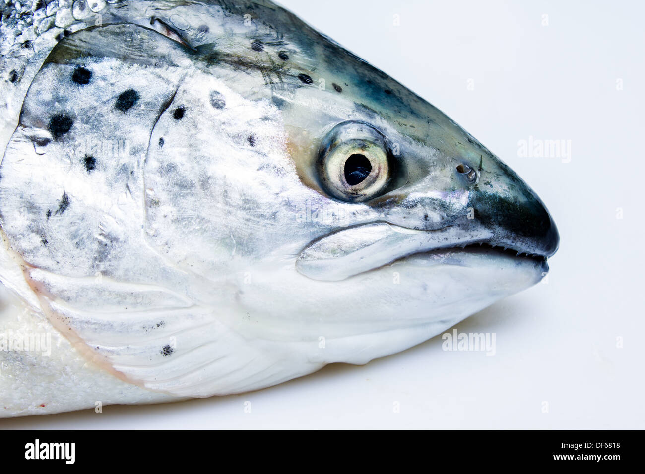 Food and drink head shot hi-res stock photography and images - Alamy