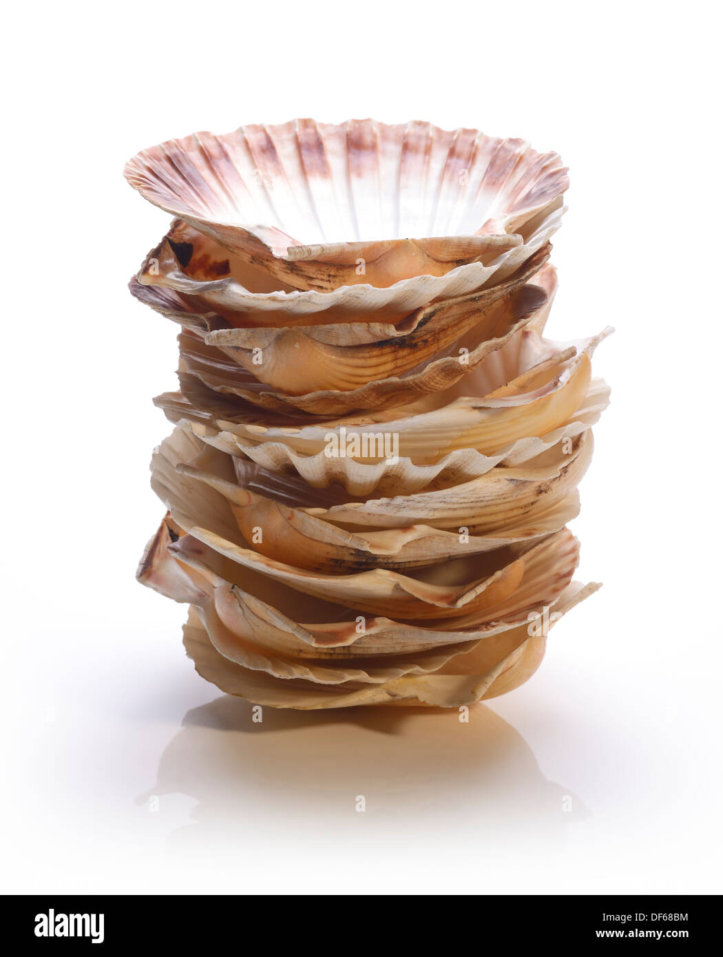 Stack of scallop shells Stock Photo - Alamy