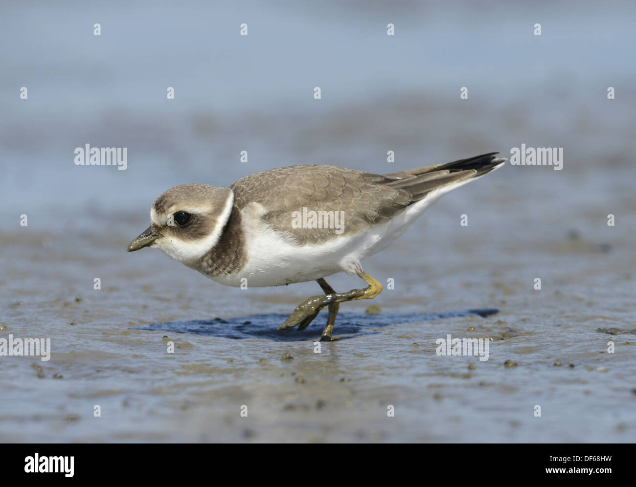 Ringed Plover Charadrius hiaticula -Juvenile Stock Photo - Alamy