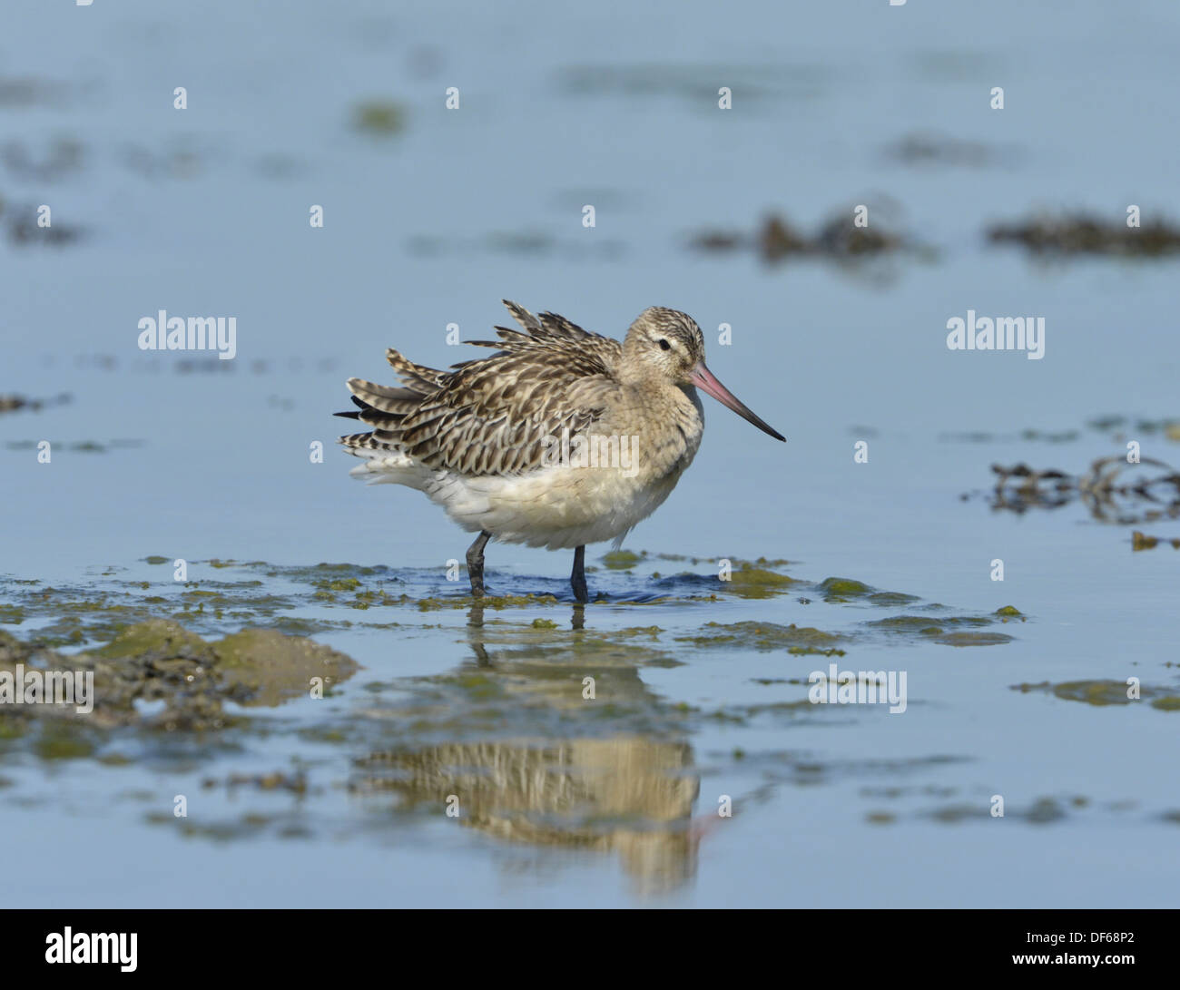 Bar-tailed Godwit Limosa lapponica Stock Photo - Alamy