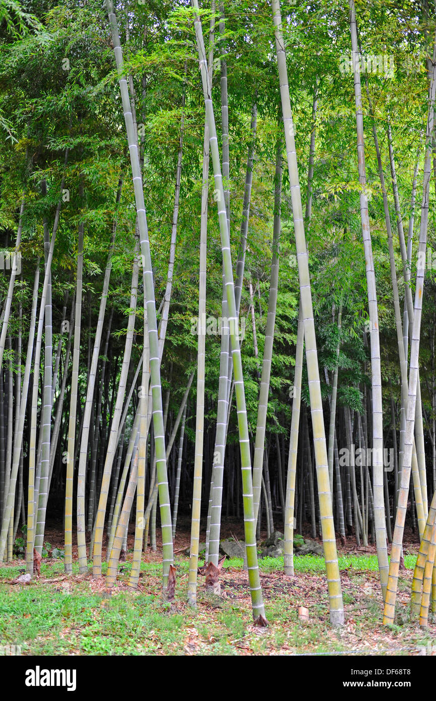 Evergreen bamboo bamboos hi-res stock photography and images - Alamy