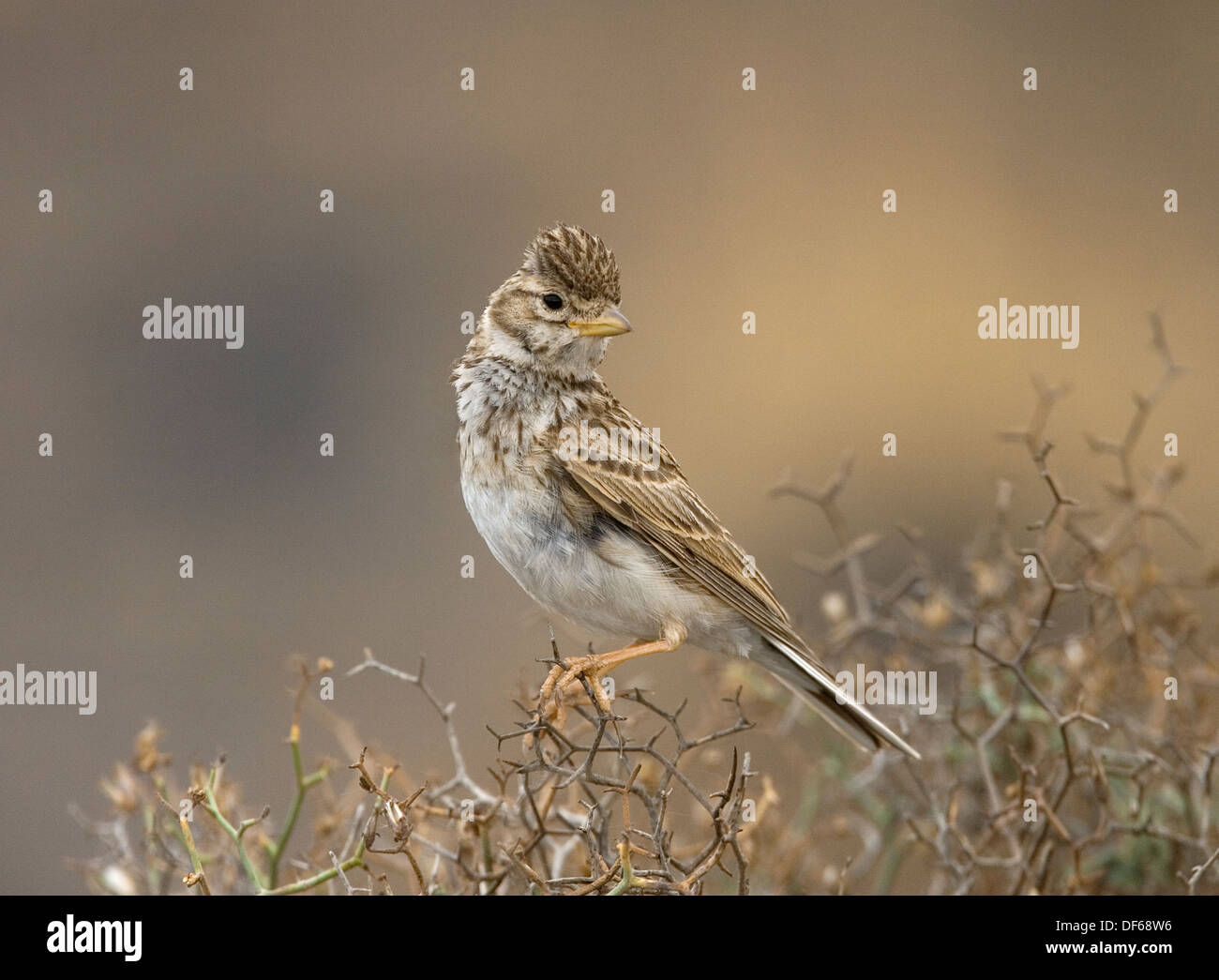 Lesser Short-toed Lark - Calandrella rufescens Stock Photo - Alamy