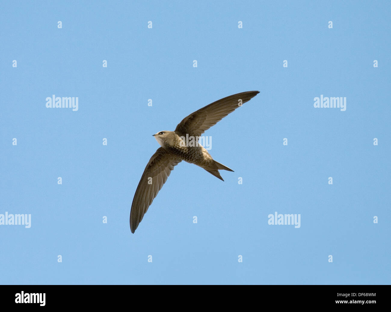 Swift hi-res stock photography and images - Alamy