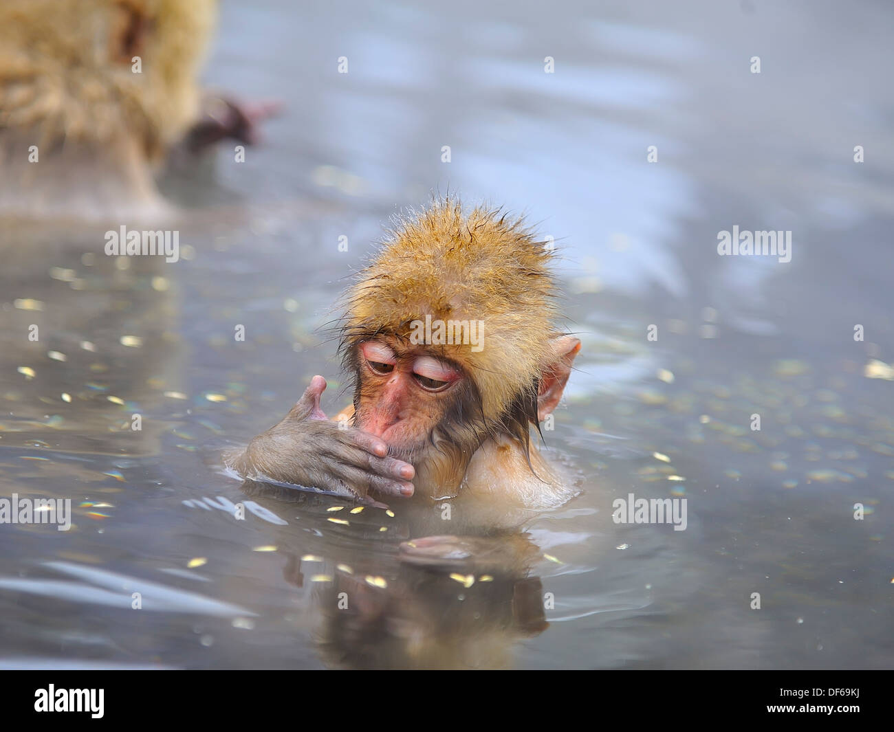 Monkey hot springs hi-res stock photography and images - Alamy