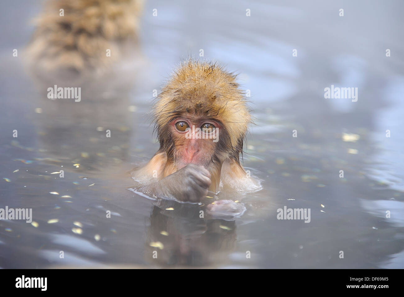 Young Japanese Macaque (Snow Monkey) in hot spring at the Jigokudani ...