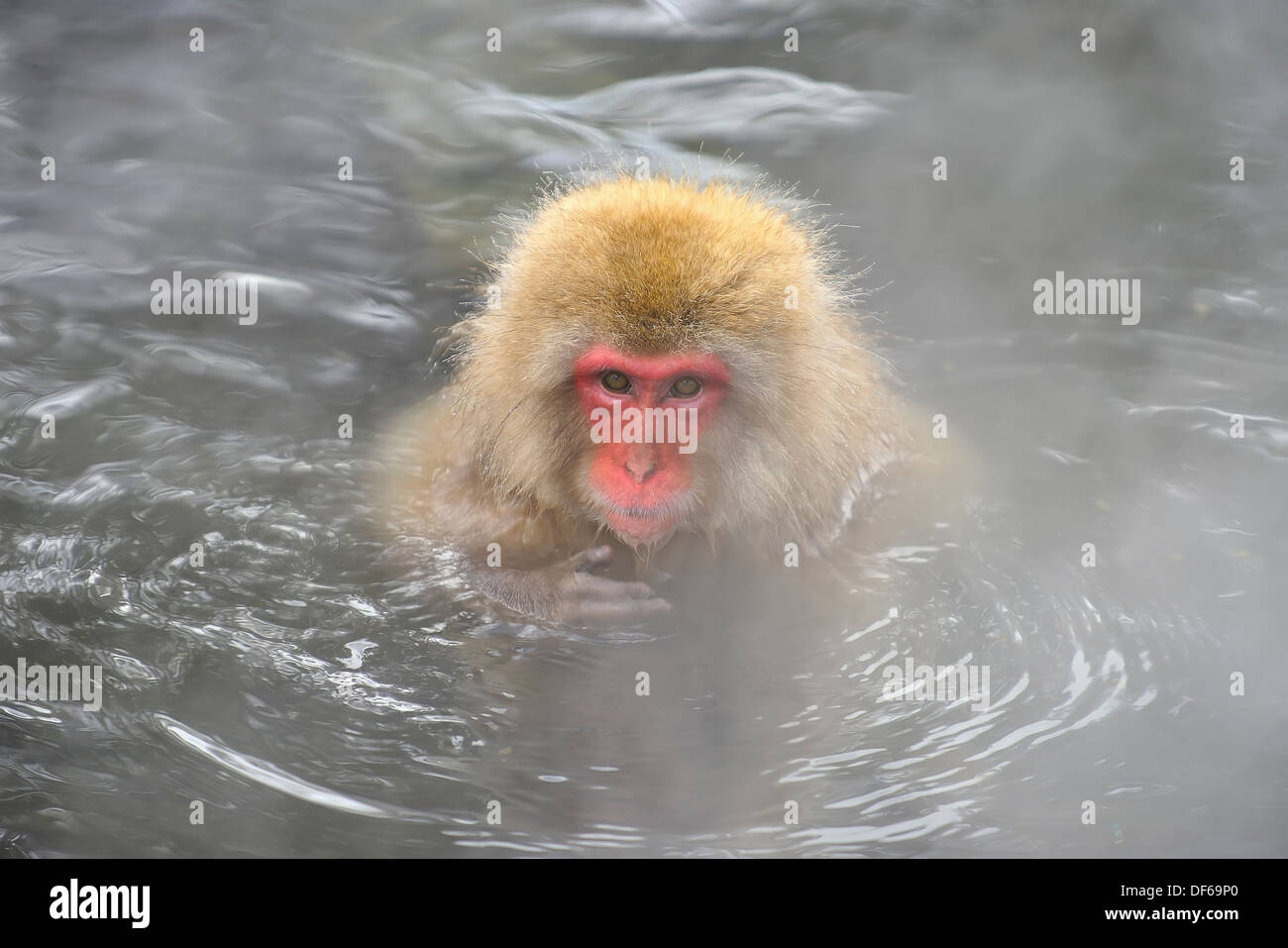 Japanese Macaque (Snow Monkey) in hot spring at the Jigokudani Park ...
