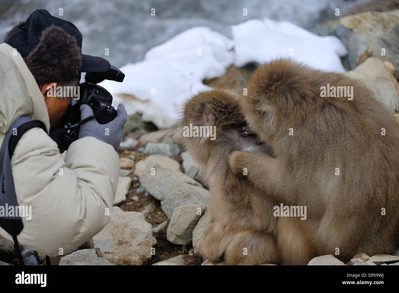 Photographer close to grooming monkeys (Japanese Macaques) at the Snow ...