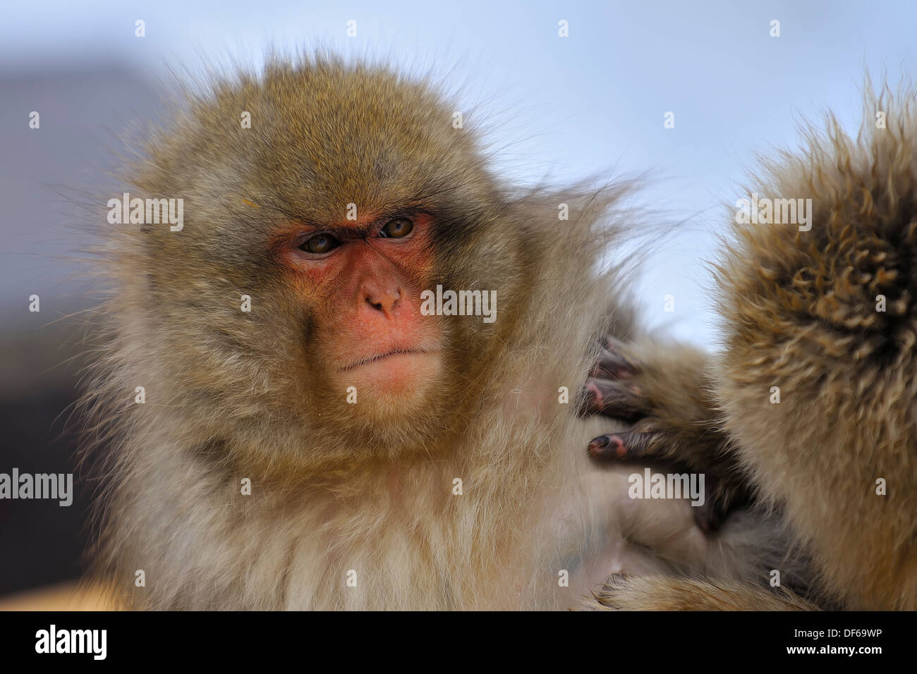 Japanese Macaques grooming (Snow Monkeys) at the Jigokudani Park near ...