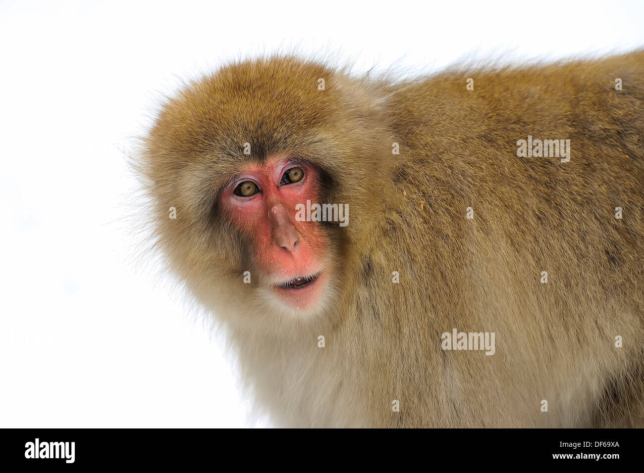 Japanese Macaque (Snow Monkey) at the Jigokudani Park near Nagano ...